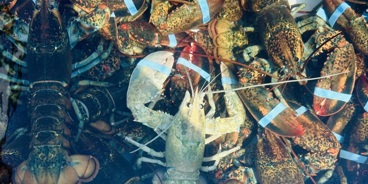 Rare Albino ‘Ghost’ Lobster Caught in Maine, Experts Call It a Marine ...